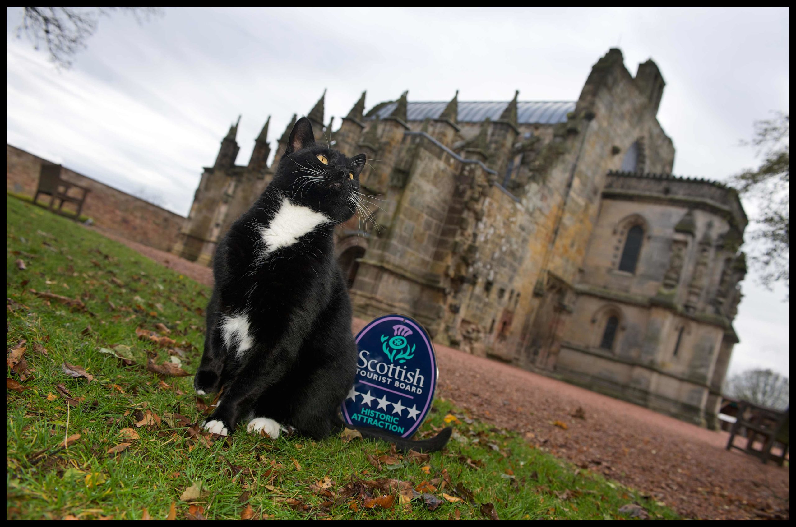 William the Chapel Cat - The Official Rosslyn Chapel Website